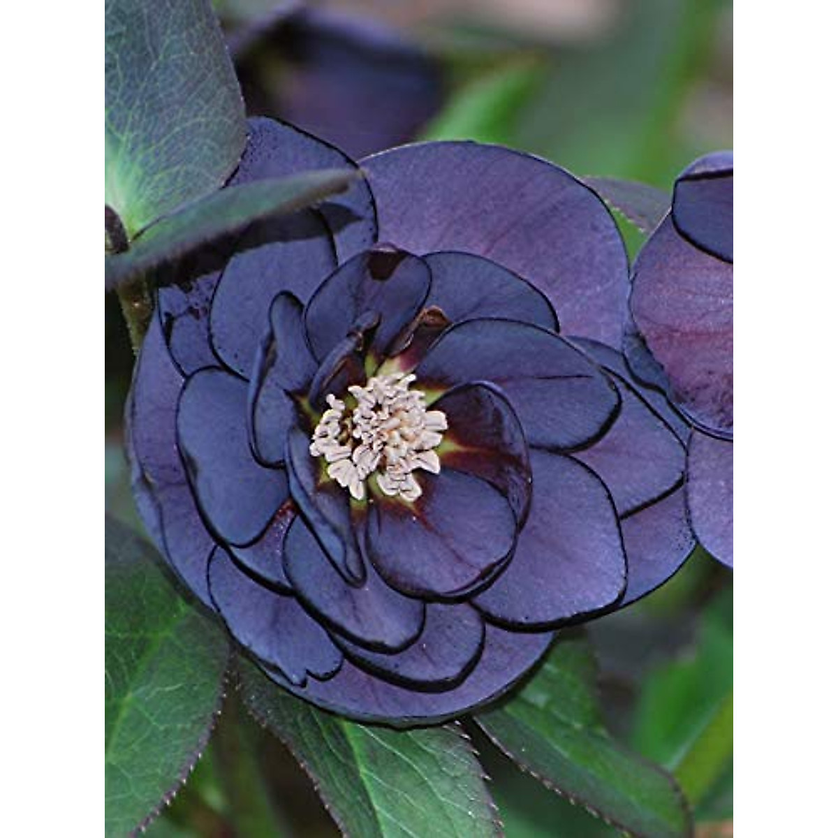 Perennial Farm Marketplace Helleborus x W.J. 'Onyx Odyssey' (Lenten Rose) Perennial, 1 Quart, Near Black Flowers