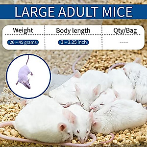 MiceDirect Frozen Large Adult Feeder Mice Food for Adult Ball Pythons Juvenile Red Tale Boa Monitors Lizards (50 Count)