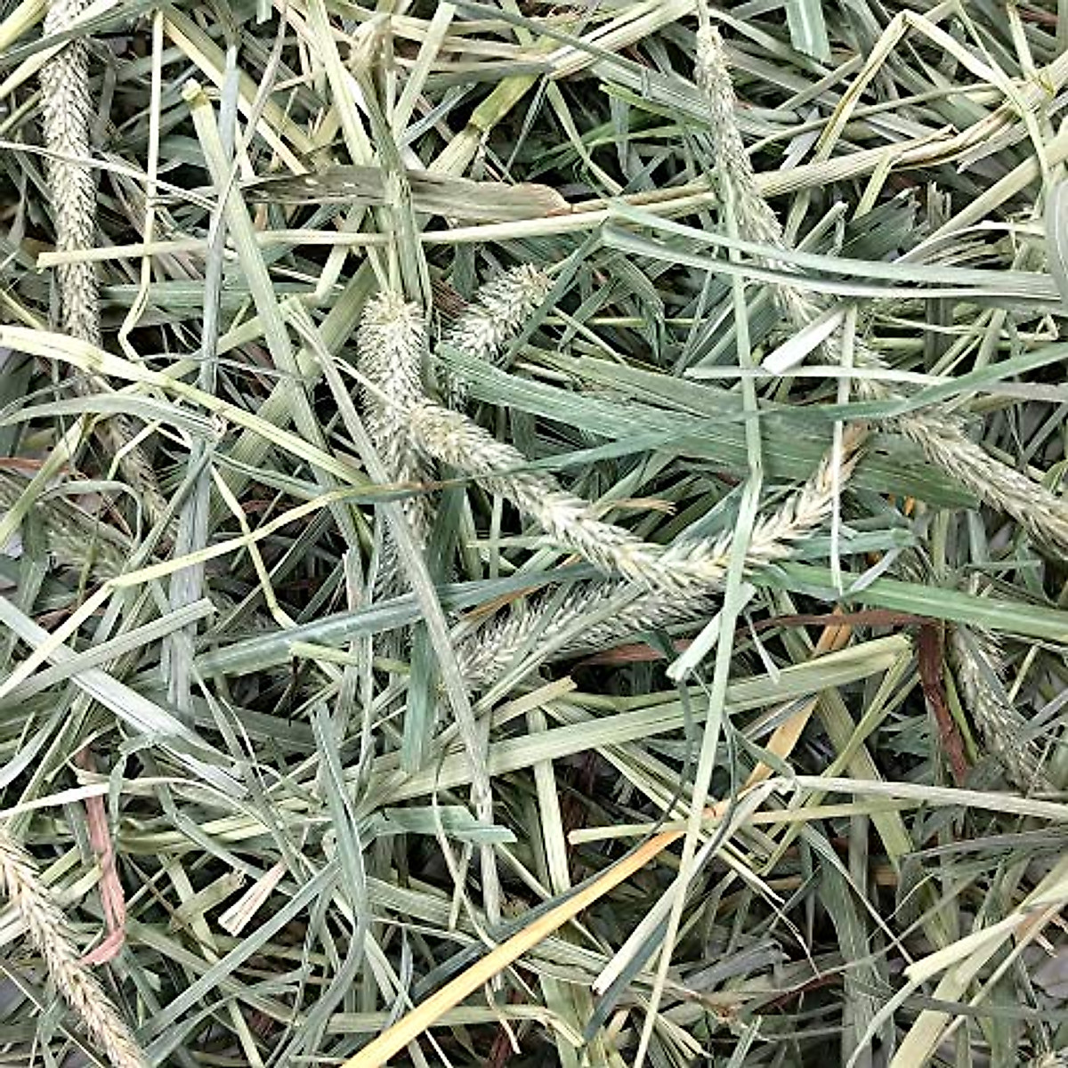 Oxbow Animal Health Oxbow Hay Blends - Western Timothy & Orchard - 90 oz.