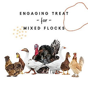 Manna Pro 7-Grain Ultimate Chicken Scratch - Scratch Grain Treat for Chickens and Other Birds - Non-GMO Natural Ingredients - 10 lbs