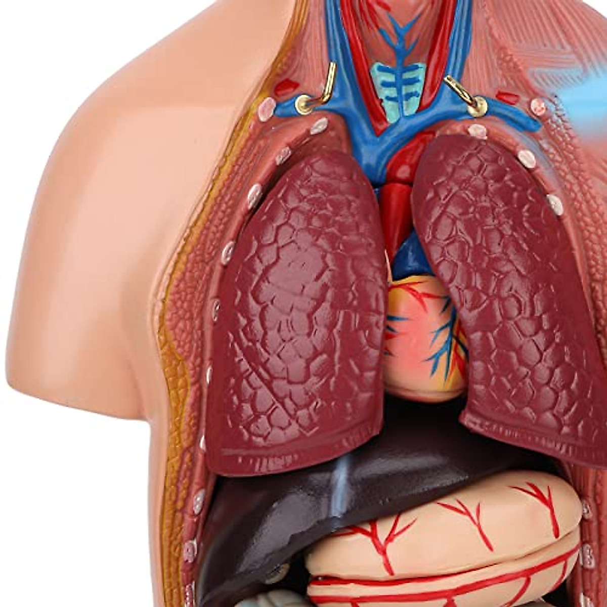 Body Internal Organs Model, Accurate Structure Human Torso Model for Hospital for School