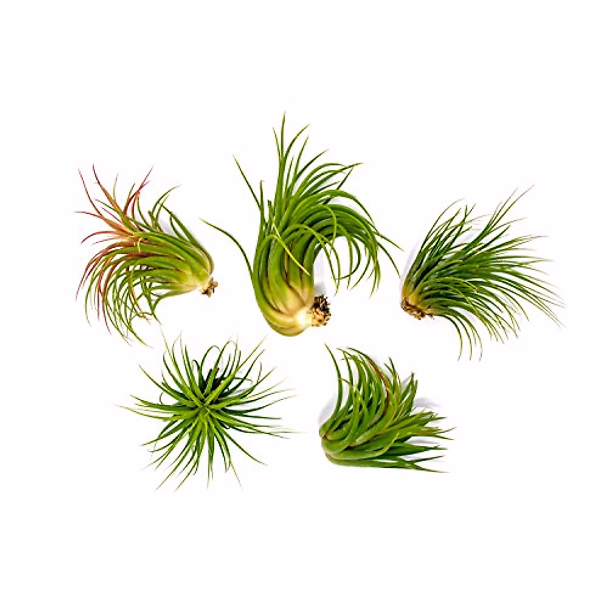 Ionantha Tillandsia Air Plants Live Indoor Plants (5PK), Air Plant Terrarium Plants Live Houseplants, Live Plants Indoor Plant Kit, Easy Care Plants for Air Plant Holder or Garden by Plants for Pets