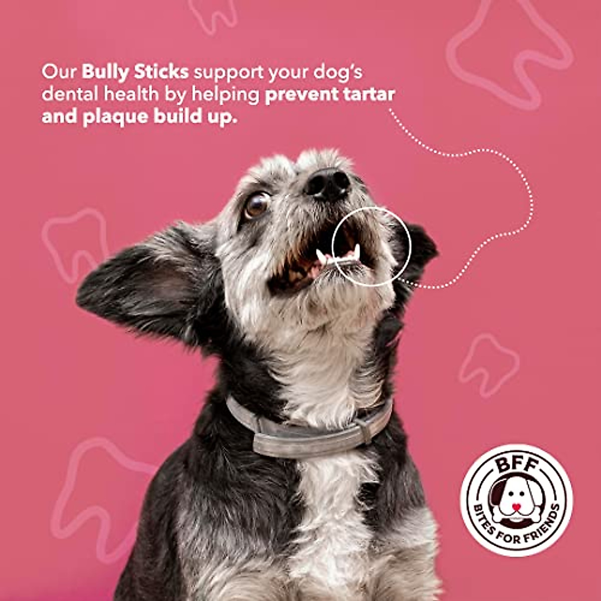 BFF Bully Sticks 6 inch (10 Count) - Long Lasting Dog Treats - Natural No-Hide Grain-Free Gluten-Free Dog Chews - Low Odor Bully Sticks - Thick Bully Sticks for Small and Medium Dogs