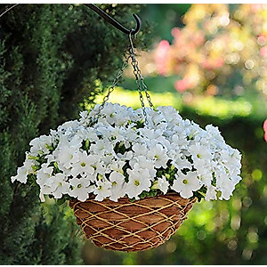 100+ Mixed Petunia Climbing Flower Seeds Plants Garden Bonsai Perennial Flowers