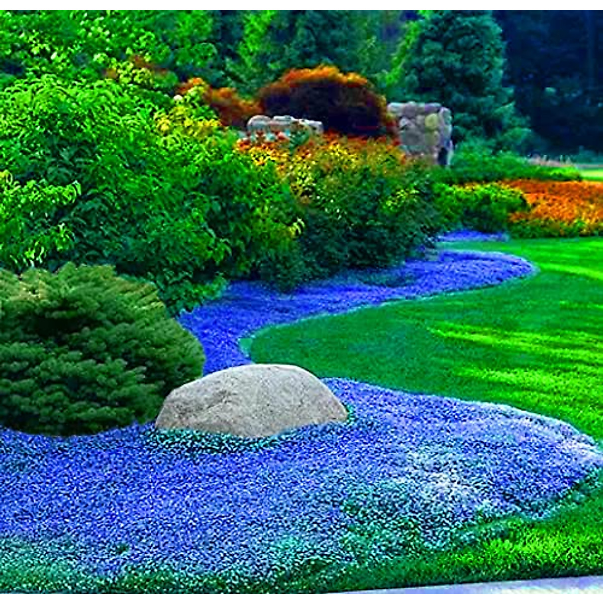 1000+ Blue Creeping Thyme Seeds for Planting, Dwarf Ground Cover Plants Easy to Plant and Grow, for Rocks and Lawns