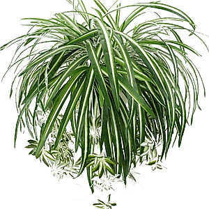 Artificial Chlorophytum Silk Flowers, Flowers Spider Plant Fake Greenery Faux Plant Hanging Basket Ivy Green Leaves Wall Hanging Plants for Home Garden Office Wedding Decoration (Green , One Size )