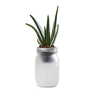 Back to the Roots Self Watering Grow Kit - Glass Hydroponic Planters for Succulents and Cacti - Hassle-Free Self-Watering System