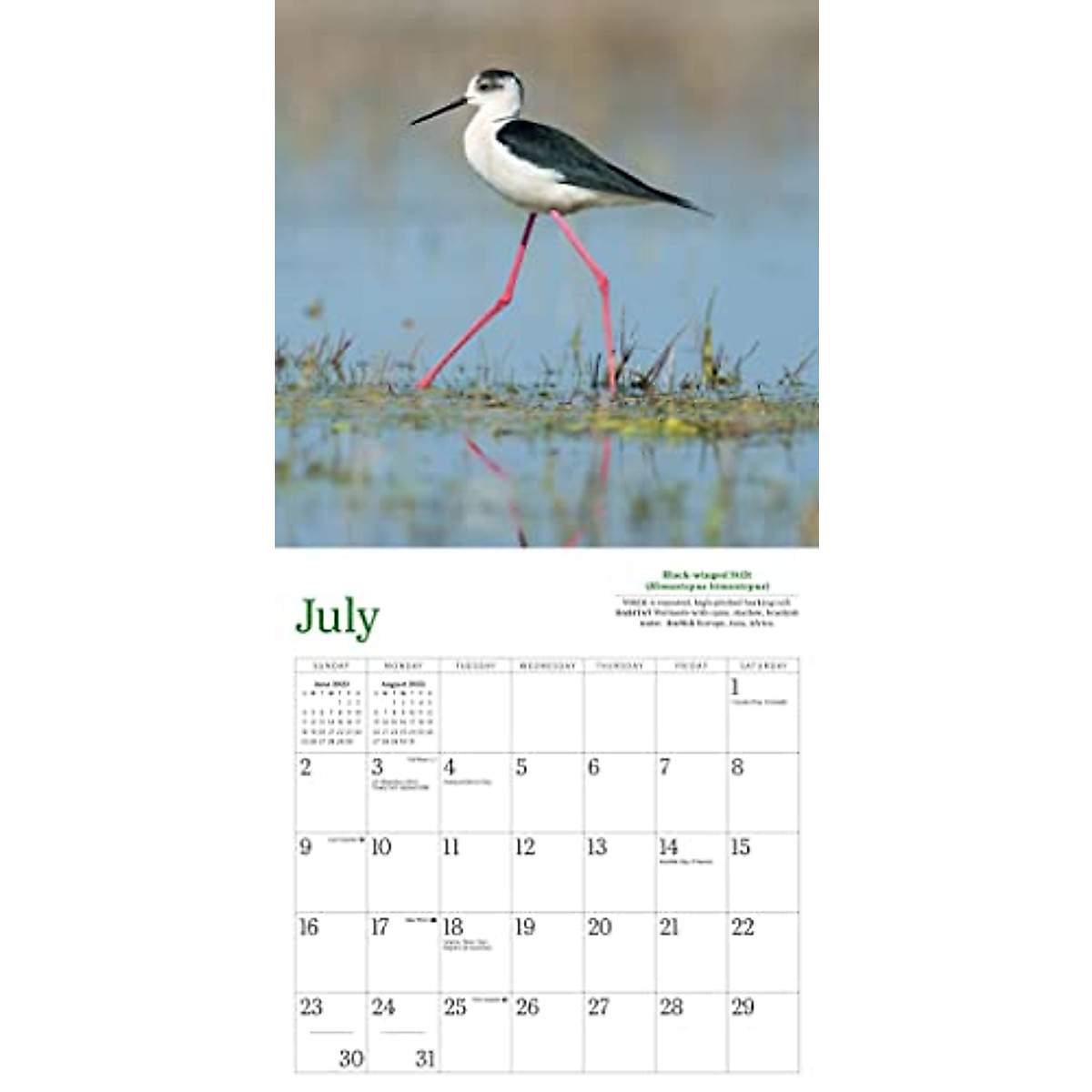 Audubon Little Shorebirds Mini Wall Calendar 2023: A Tribute to the Diversity of Shorebirds and the Fragile Ecosystems they Inhabit