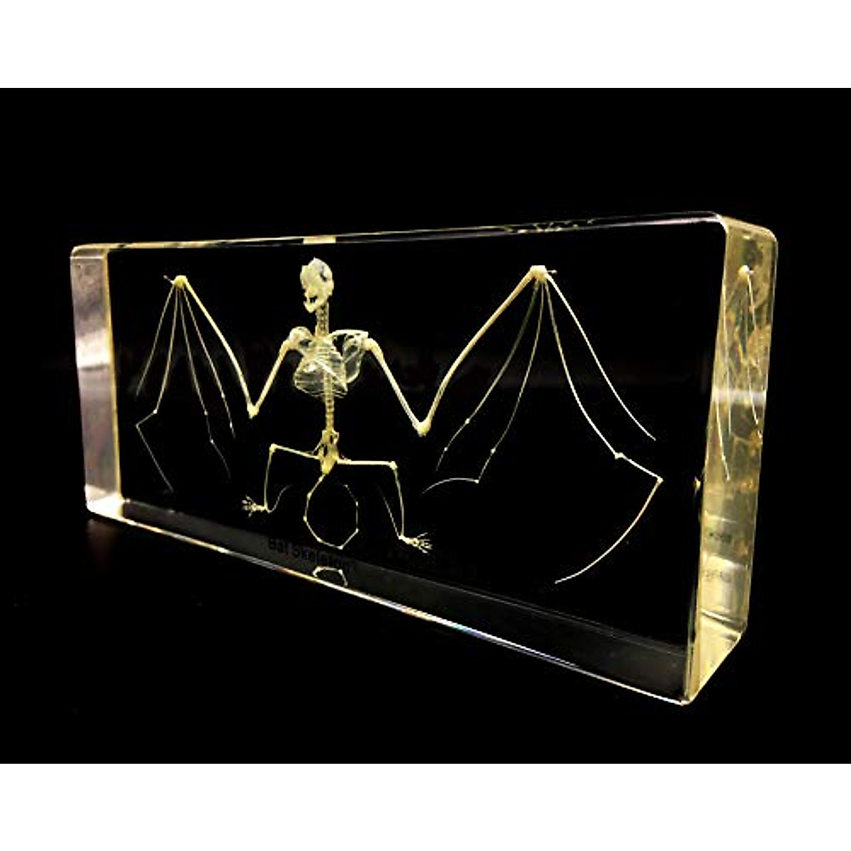 X-Large Taxidermy Real Bat Skeleton Specimens Science Classroom Specimen for Science Education（7.9x3.6x1.6 inch）