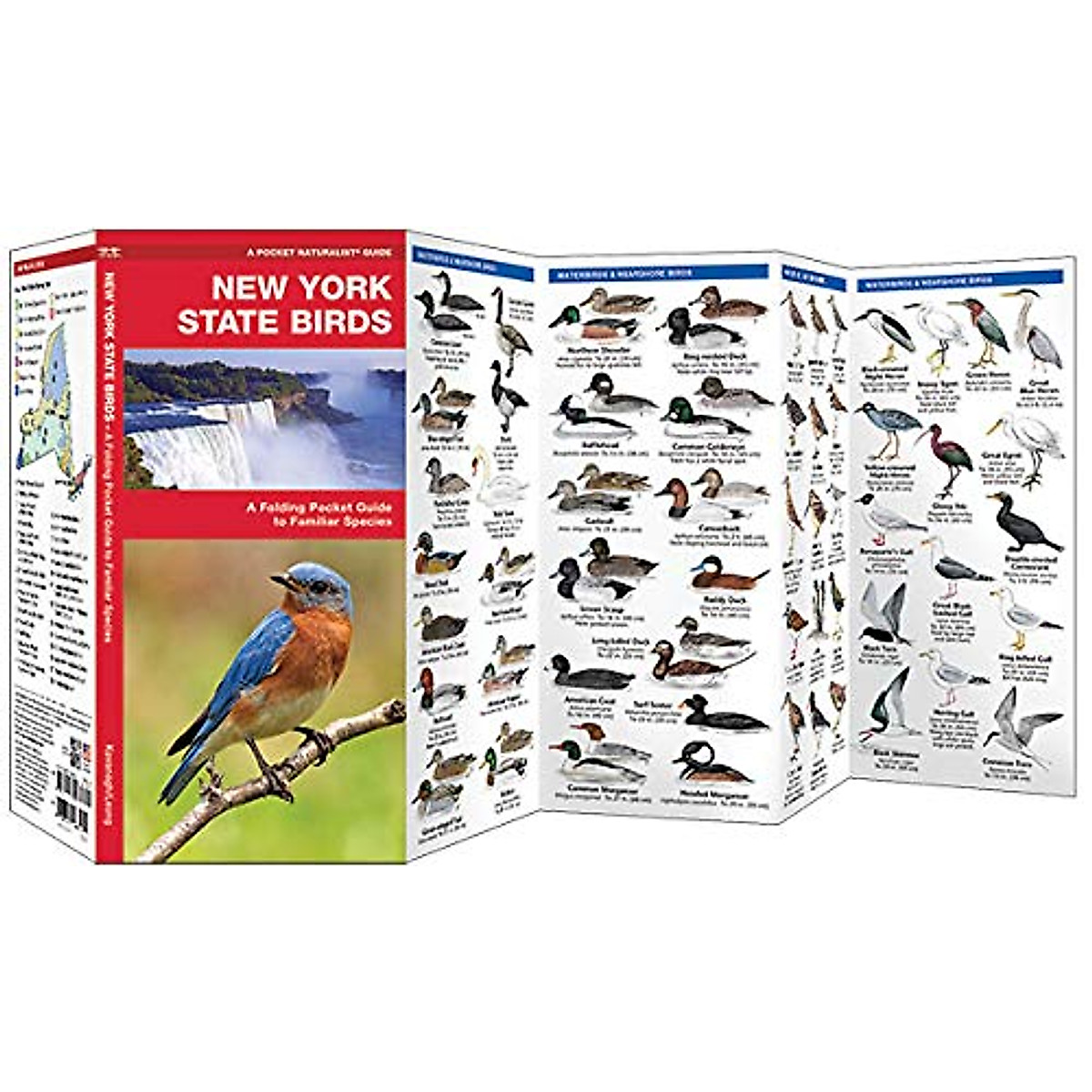 New York State Birds: A Folding Pocket Guide to Familiar Species (Nature Observation North America)
