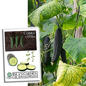 "Cobra" Cucumber Seeds for Planting, 25+ Seeds Per Packet, (Isla's Garden Seeds), Non GMO Seeds, Botanical Name: Cucumis sativus, Great Home Garden Gift
