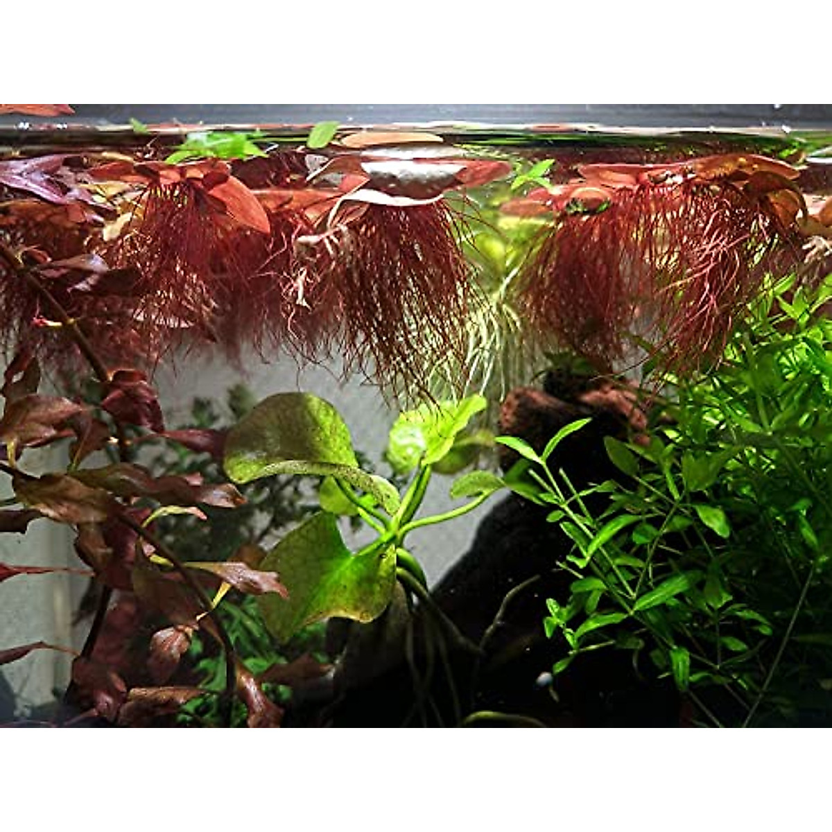 Red Root Floater - Live Aquarium Plants - 4oz Cup | Floating Live Plants for Aquariums or Ponds