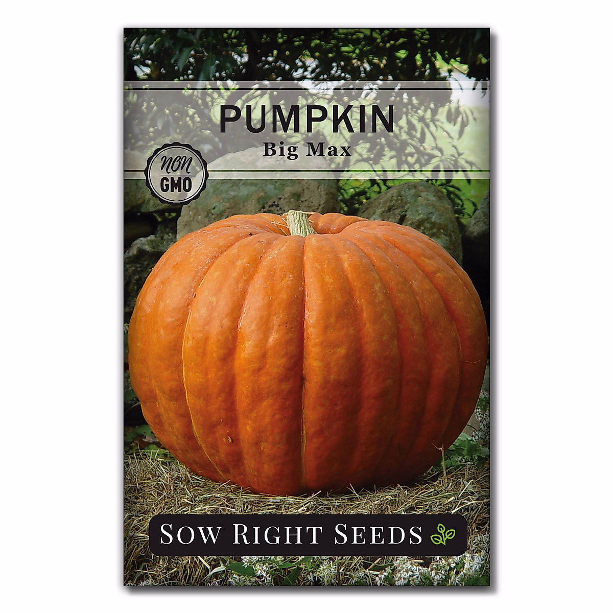 Sow Right Seeds - Big Max Pumpkin Seeds for Planting - Non-GMO Heirloom Packet with Instructions to Plant a Home Vegetable Garden - Decorative Autumn Variety for Carving - Giant Fast Growing (1)