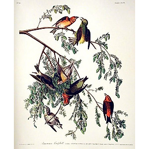 American Crossbill. From"The Birds of America" (Amsterdam Edition)