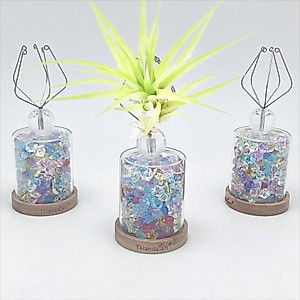 Tillandsiart 3Pack Air Plant Holders (3Pcs Air Plant Containers W/LED Lights) A decorative accessory for setting up air plant display for house decor.