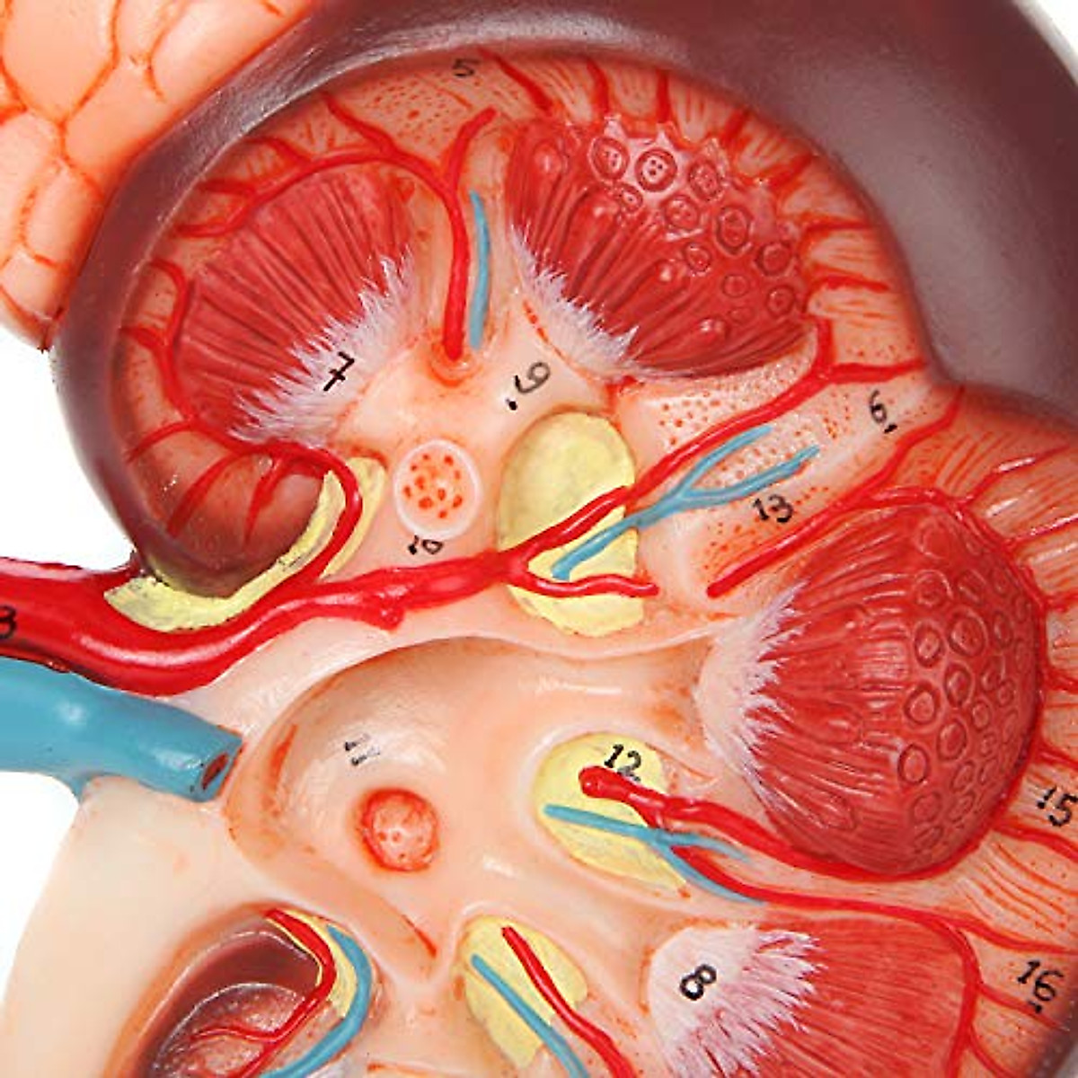 Kidney Anatomy Model with Adrenal Gland, Includes Base, Made by Axis Scientific