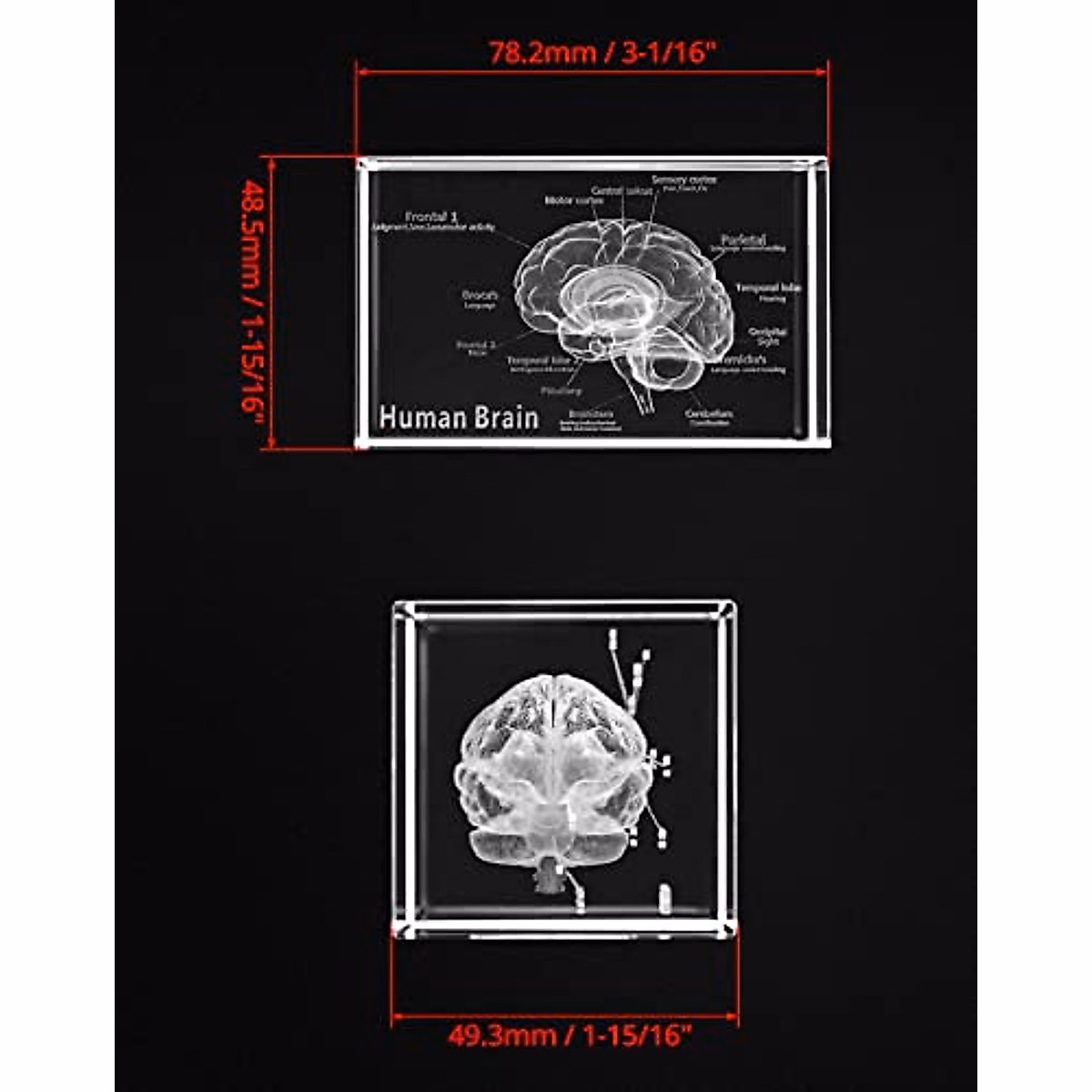 QWORK 3D Human Brain Anatomical Model, Laser Etching Crystal Glass Cube Science Gift Paperweight (LED Base not Included), 3.1(L) x2(W) x2(H) inches