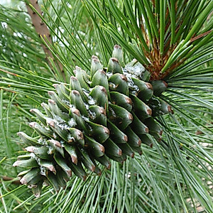 MySeeds.Co Brand - World of Pine Tree Seeds for Bonsai, Hobby, Landscape, EZ-PAC You Choose Color (Korean Pine - 0.5 oz)