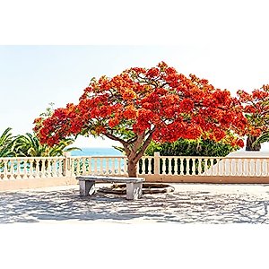 25 Seeds Delonix regia - Royal Poinciana Flamboyant Flame Tree
