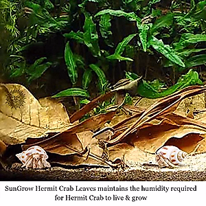 SunGrow Saver Bundle Pack - (10 pcs) Hermit Crab Leaves + (3 pcs) Hermit Crab Sponges