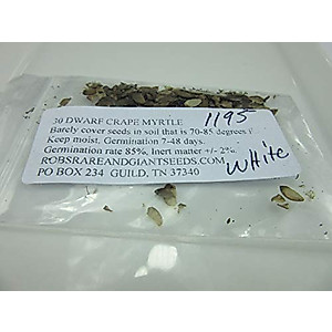 1195-Dwarf White Crape Myrtle (Lagerstroemia Indica) Seeds by Robsrareandgiantseeds UPC0764425788447 Non-GMO,Organic,USA Grower,Bonsai,Showy, Butterfly Flower,1195 Package of 10 Seeds