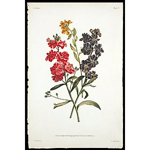 Etudes de Giroflee a rameau, et Giroflee jaune