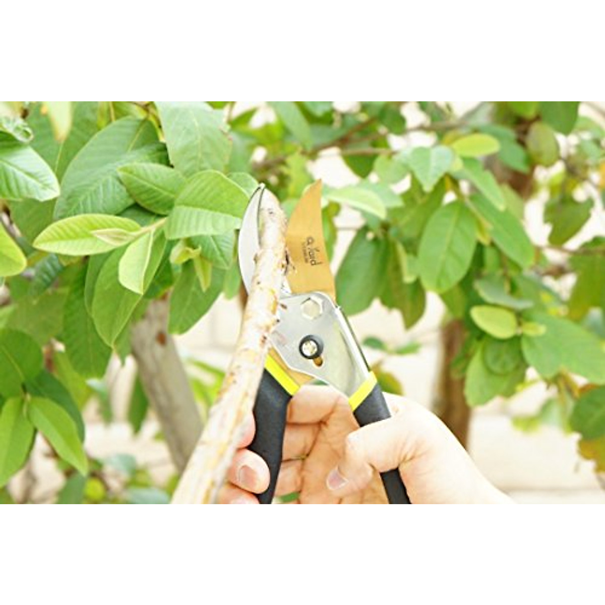 Q-yard QY-731L Traditional Bypass Pruning 8.5" Titanium Blade- Handheld Gardening Tools Shears