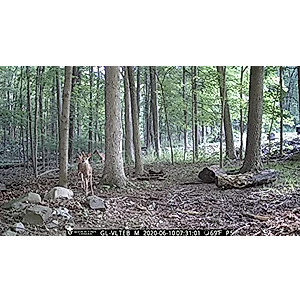 HCO Outdoor Products Spartan GoLive Next Generation Cellular Scouting Camera with Batteries, 32 GB Spartan SD Card, and Spudz Microfiber Cloth Screen Cleaner (Verizon 4GLTE)