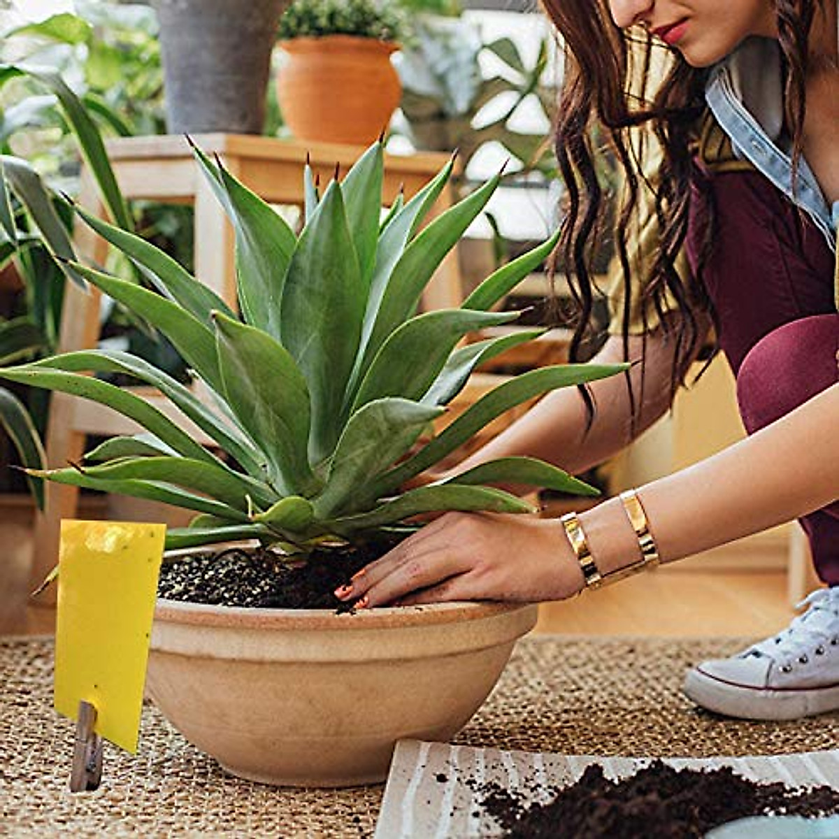 BestTrap ST2035 Sticky Traps, Flying Traps for Fruit Fly, Fungus Gnats, Aphids, Other Flying Insects, 6x8 Inch, 20 Pack - Yellow