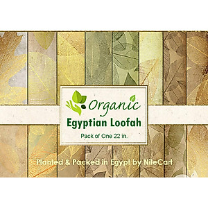NileCart Egyptian Loofah Sponges Natural Exfoliating Body Wash Gourd, Loofah Bath Sponges for Skincare, Exfoliating Back Scrubber (One Whole Loofah 22")