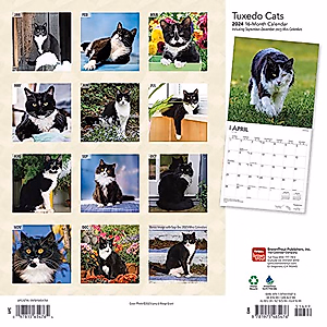 Tuxedo Cats | 2024 12 x 24 Inch Monthly Square Wall Calendar | BrownTrout | Animals Kittens Feline
