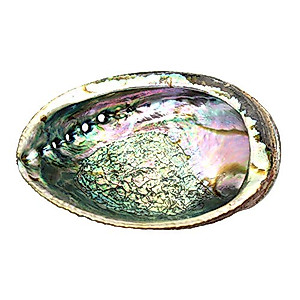 Govinda Hand Selected Abalone Shell (6 Inches)