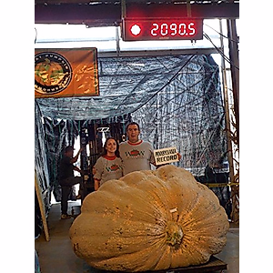 Ron Wallace's Whoppers Giant Pumpkin Seeds (5 Seeds per Package)