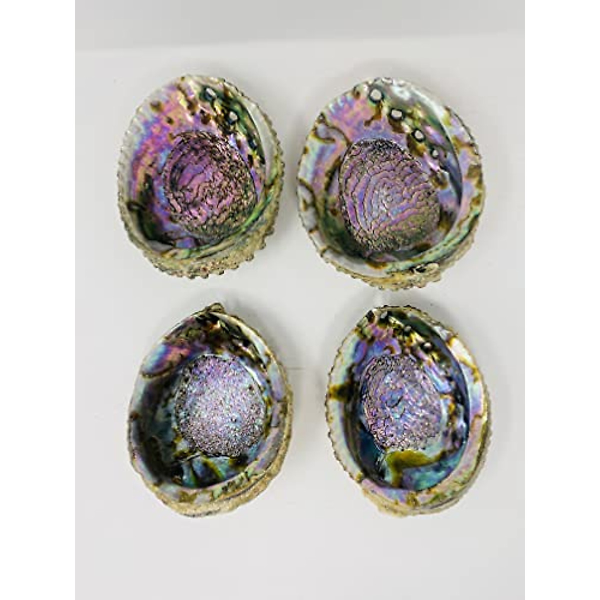 Bholi Sage Plus Sage Smudge Kit Abalone Shell Bowl 6-7 Inches Used for Burning Sage, Home Decor or Accent Piece