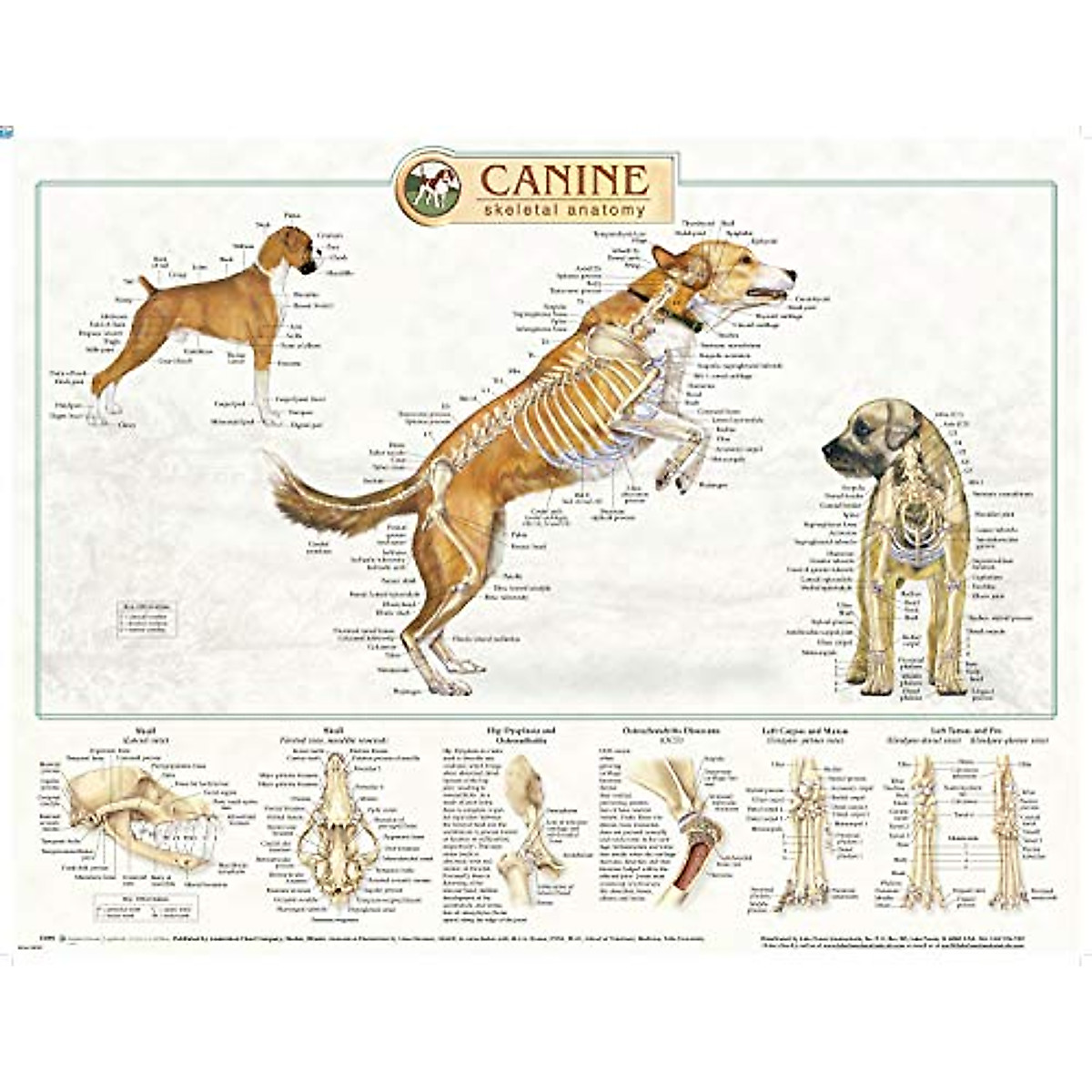 Canine Anatomy, Complete Set of 3 Charts. Buy the Set and SAVE!