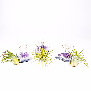 Set of 3 Small Amethyst Crystal Air Plant Holder Includes live Air Plant and Happy Birthday to You Gift Box