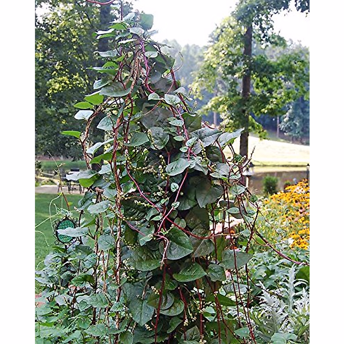 30+ Malabar Red Stem Spinach Seeds Herb Heirloom Non-GMO Phooi Leaf, Red Vine, Alugbati, Vietnamese,from USA