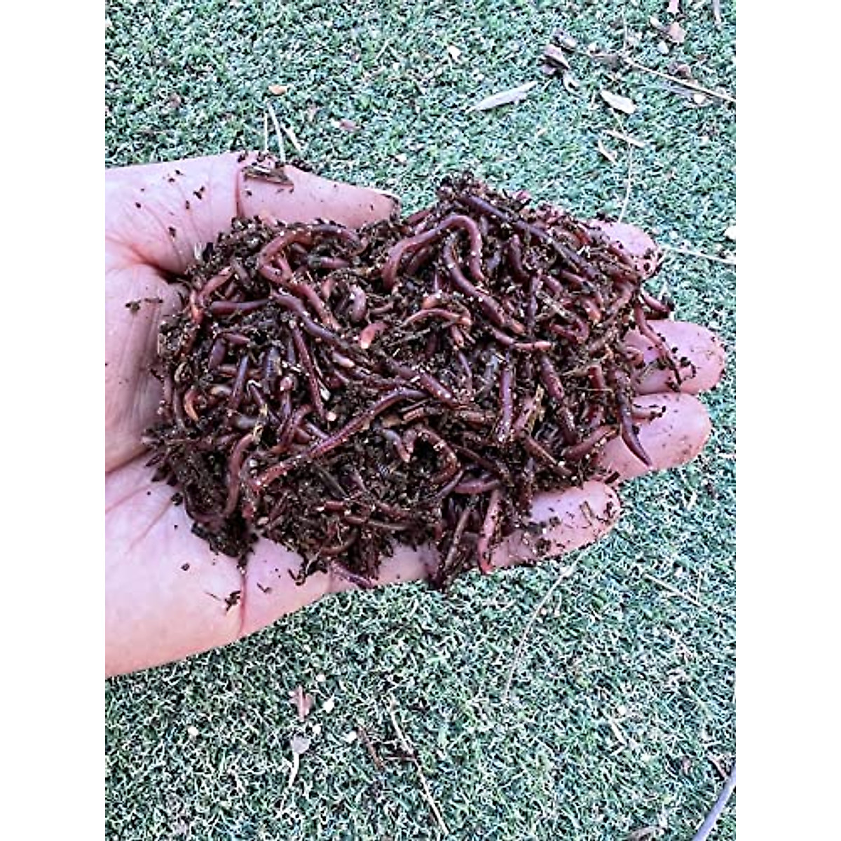 Nature's Dream Ranch 150 Count Live Red Wiggler Earthworms Vermicomposting Garden Red Wrigglers - Farm Composting, EW001-150A 0