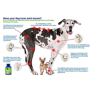 RxMobility Botanical Hip & Joint Supplement with Cissus Quadrangularis - All Natural Formula for Fast Working Pain Relief & Maximum Mobility - for Dogs