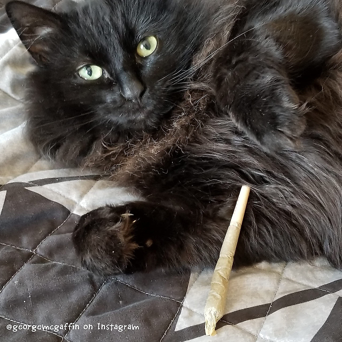 Meowijuana | Get Higher Bundle | Get Higher Kite, King Size Catnip Joints, and Whisker Tickler | Promotes Play and Cat Health | Includes Organic Catnip | Feline and Cat Lover Approved