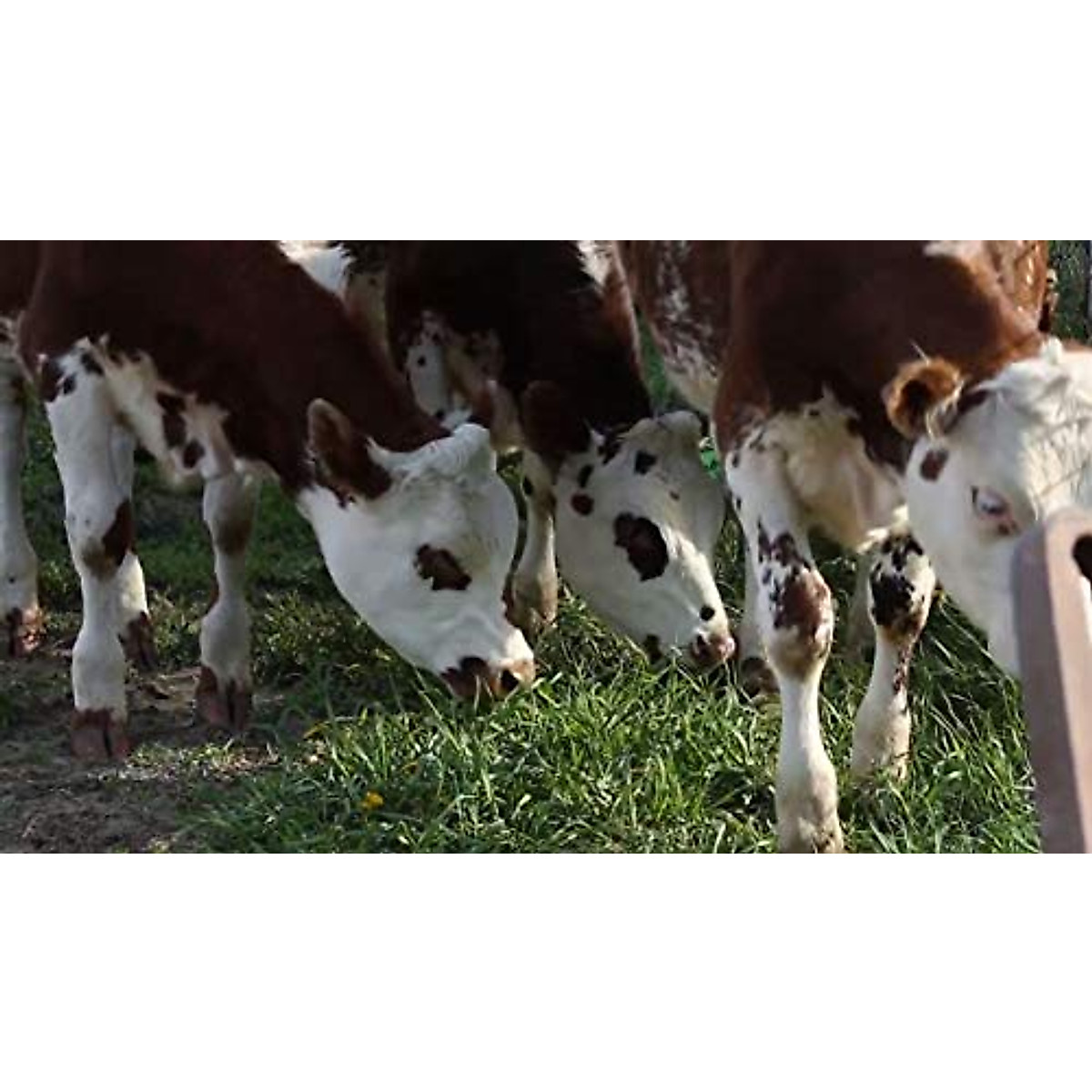 Kalona SuperNatural Organic Whole Milk Plain Yogurt, 24 Ounce