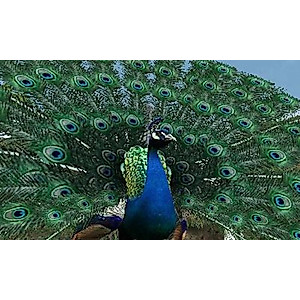 Animal Resort: Dobutsuen o Tsukurou!! [Japan Import]