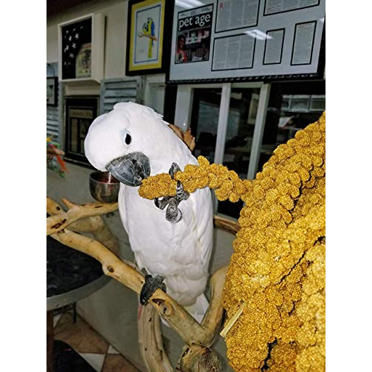 Birds LOVE Wholesome & Lovely Spray Millet GMO Free No Pesticide (No Stems Only Edible Tops) for Parrots Birds Cockatiel Lovebird Parakeet Finch Canary All Parrots Healthy Treat-1lb…