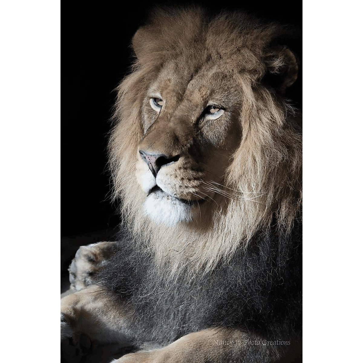 Photographic Portrait of Male African Lion Printed on CANVAS Ready to Hang Nature Photo Tawny Brown Tan Black Wall Art for Home or Office Big Cat Photography