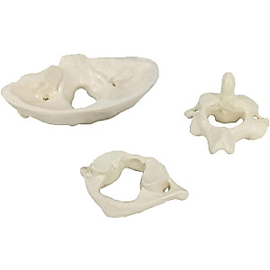 Vacoomcom Model Educational Model Occiput Model - Human Cervical Spine Model Occipital Bone Model PVC Material Atlas and Axis with Occipital Bone Model for Medical Teaching Training Aid (Color : A)
