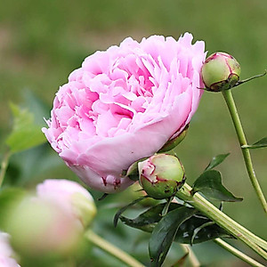 Sarah Bernhardt Garden Peony - Pink Paeonia (3 Roots)