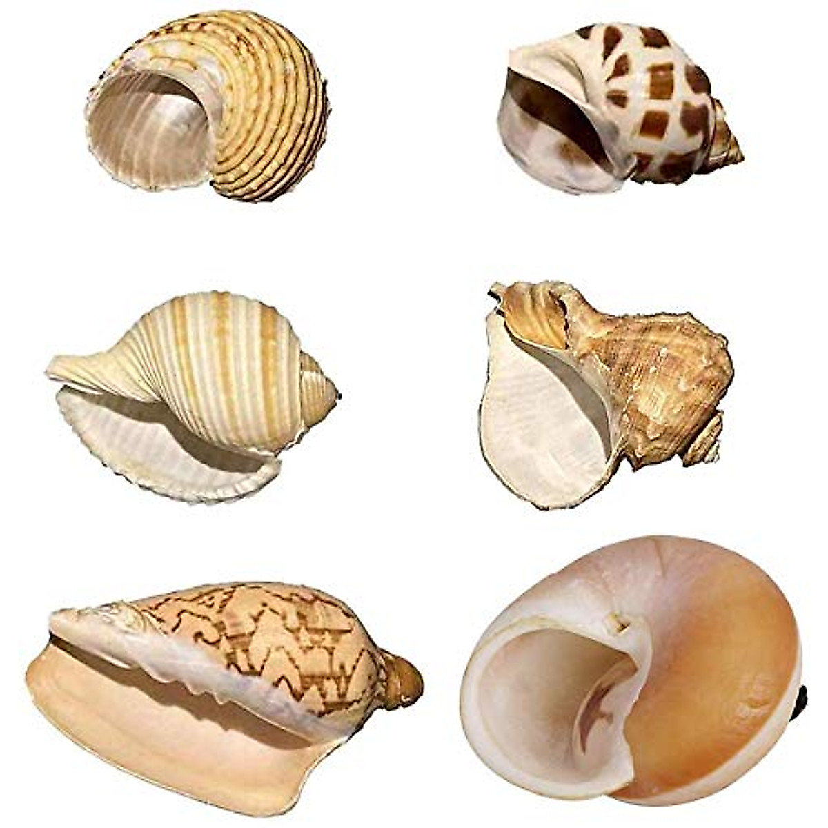 Petawi Hermit Crab Shells Large Medium XLarge Natural Growth Shells for Hermit Crab Variety Turbo Seashells Sea Conch No Painted Hermit Crab Supplies