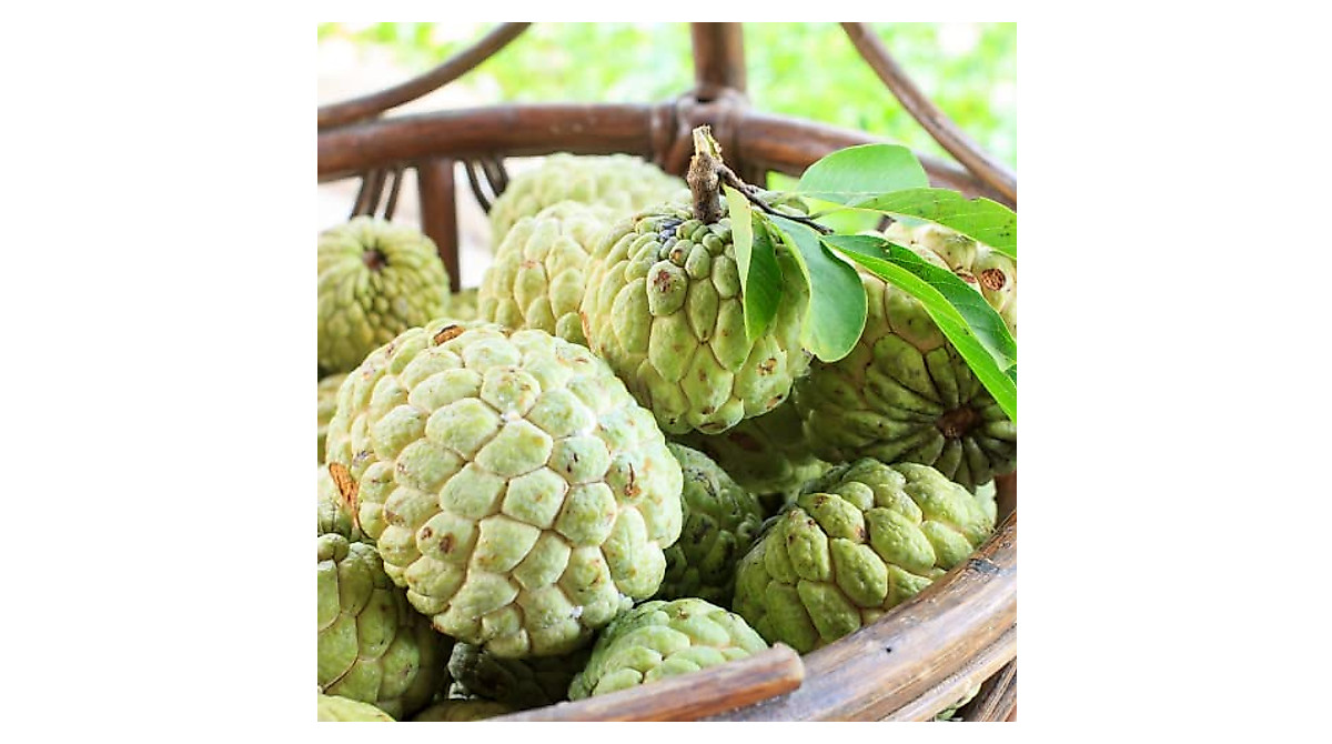 Annona Squamosa Sugar Apple Tree - Live Plant for Your Garden