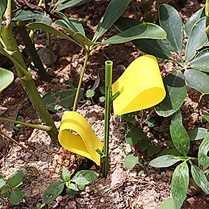 Fly Fruit Indoor Sticky Gnat Stakes Trap 50PCS Patio & Garden 2 Way Glue Broad