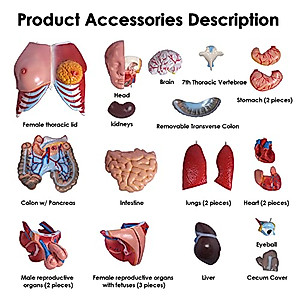 breesky Human Body Model Anatomy Torso Life Size Unisex Doll Medical Torso 23 Removable Parts 33.4 inch Education Organs Model for Medical Students Science Learning Study